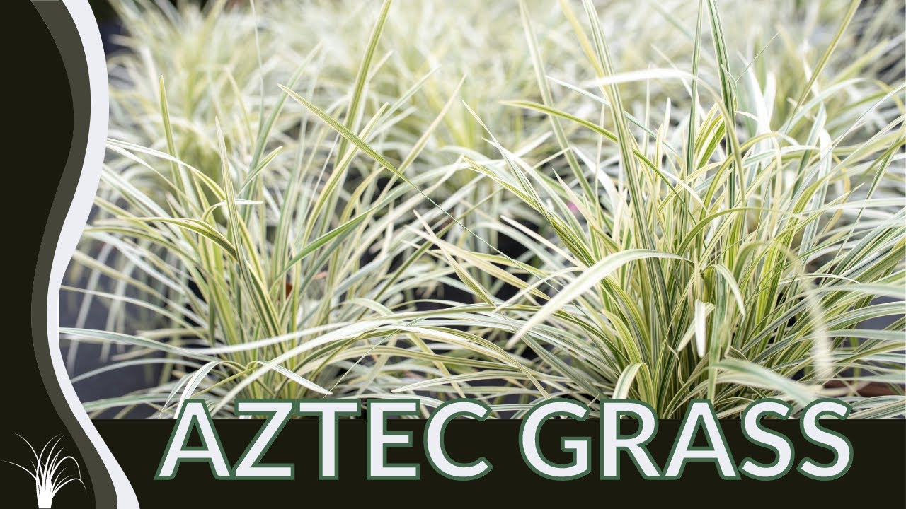 Aztec Grass