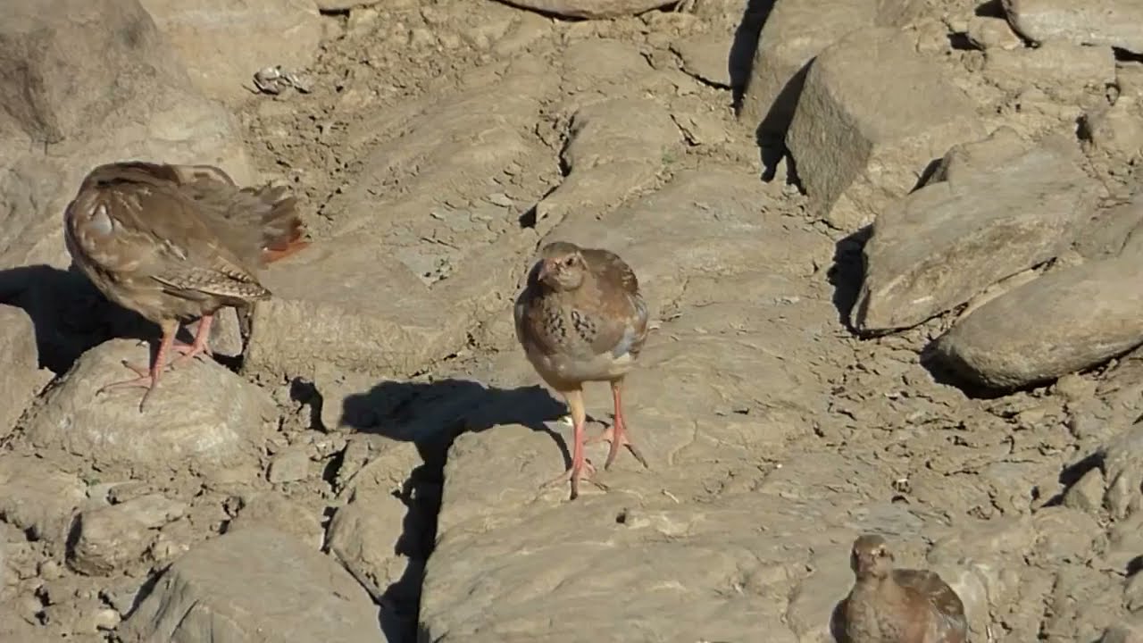 (Chakor bird family) | Beautiful views of the freedom of the wild ...