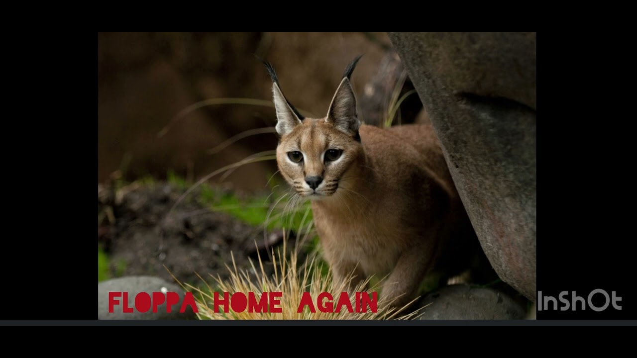 Home Again by Floppa - YouTube