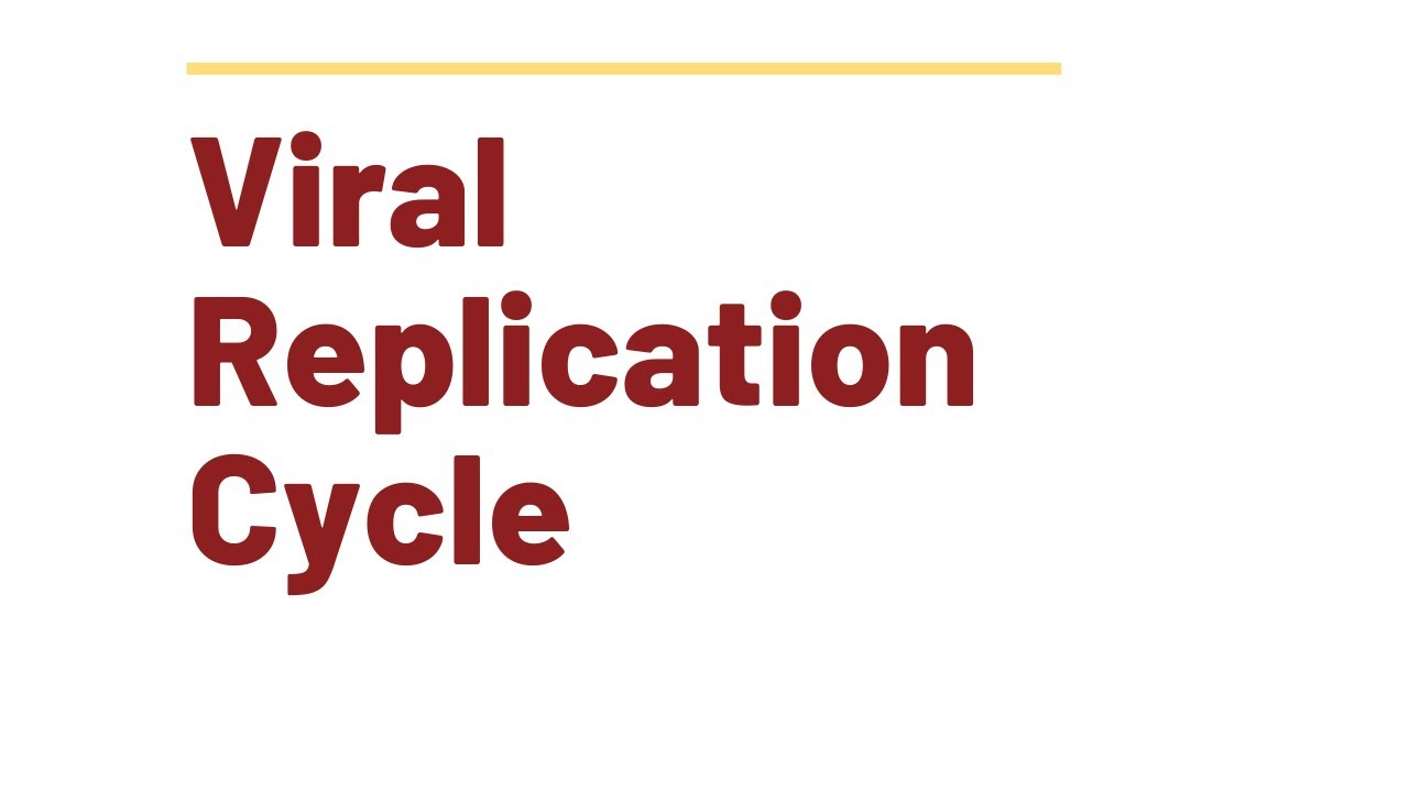2D Animation- Viral Replication Cycle overview - YouTube