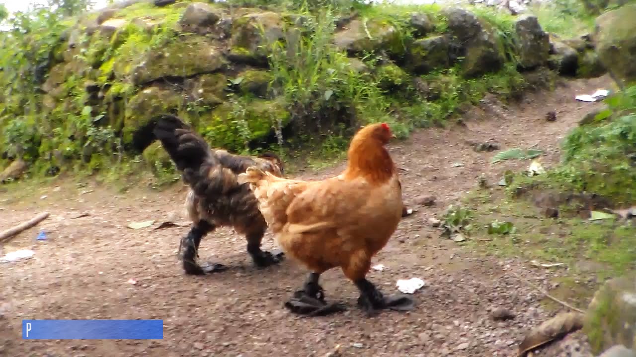 Pollos con Zapatos - YouTube