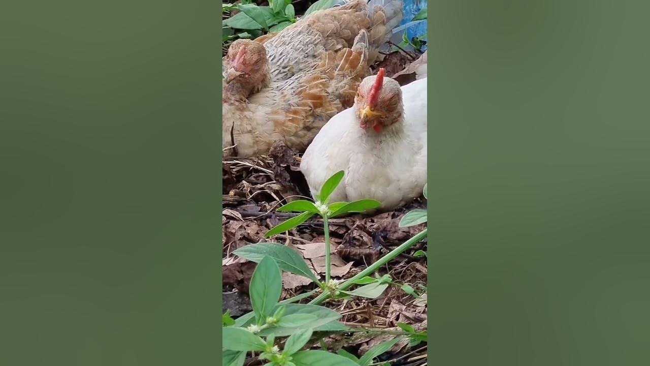 Belajar Ternak Ayam Kampung Umbaran di Kebun dan halaman Belakang Rumah - YouTube