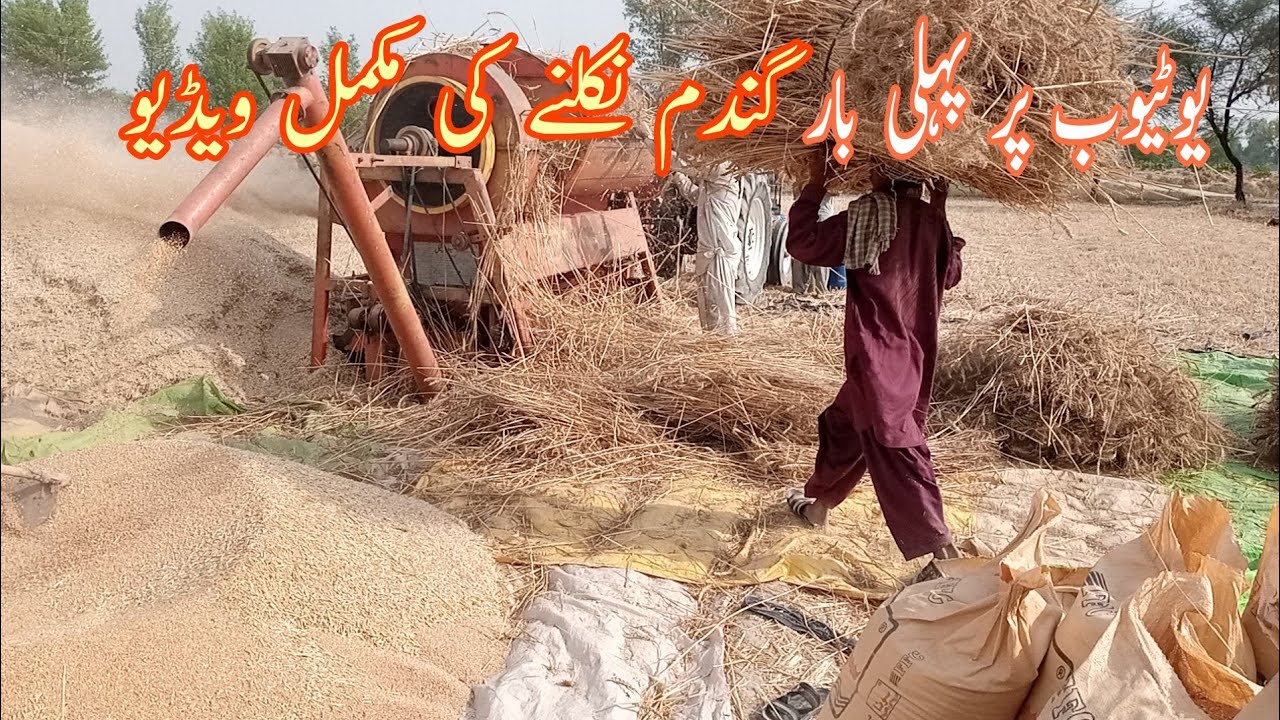 Gandum thresher se kaise niklti hei | gandum ki gahai - YouTube
