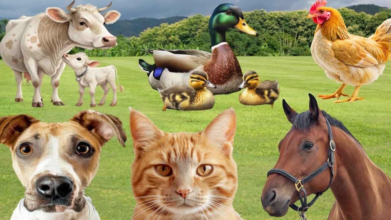 Interesting Farm Animals Featuring - Chicken, Dog, Cow, Duck, Cat, Fox ...