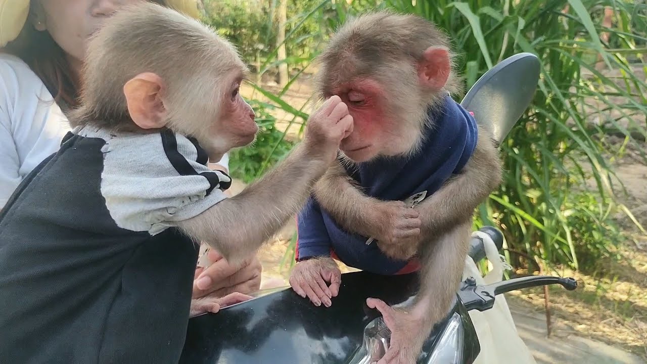 Monkey Bob brought Sun monkey gifts after so many days apart - YouTube