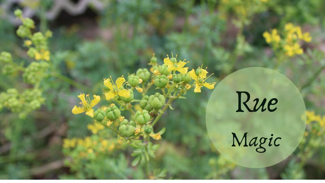 The Magic of Rue - YouTube