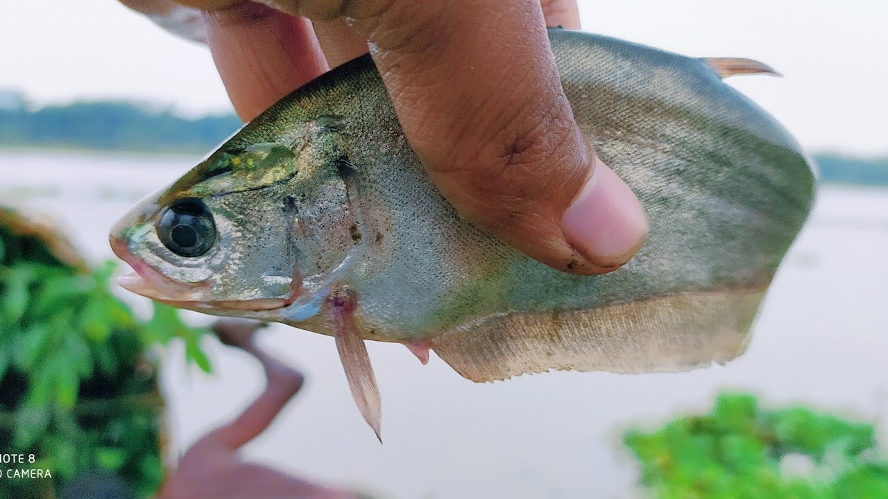 Amazing Fishing video || Horga Fishing Trap || Fishing Big Fish from ...