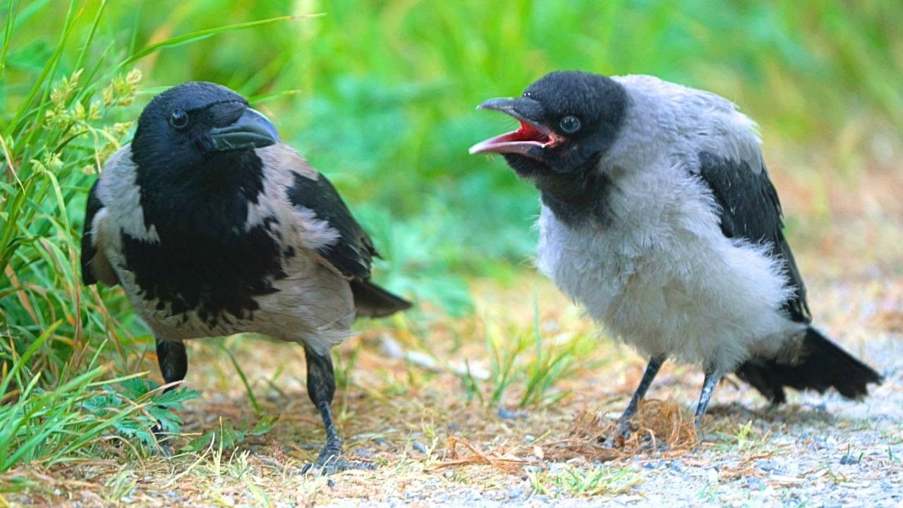 Hungry Little Hooded Crow Fledgling Cawing for Food [4K] Audio Fix ...