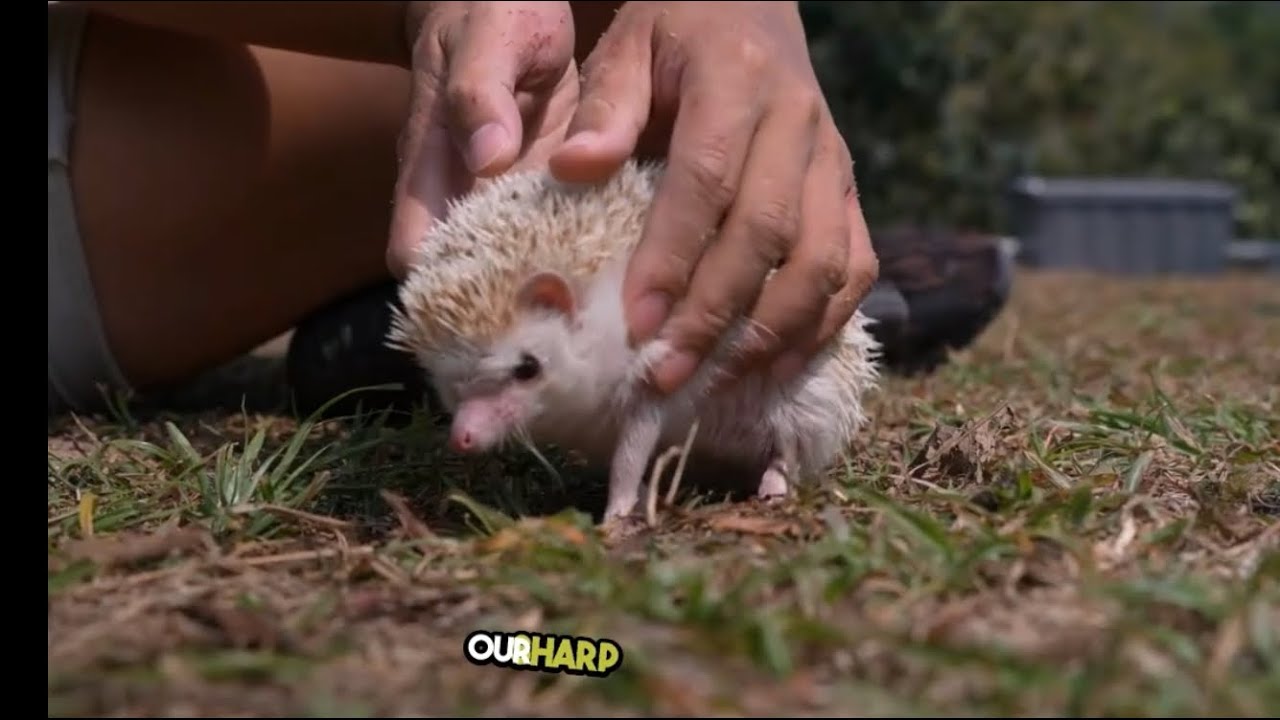 Adorable Hedgehogs Hunt for Delicious Treats! #hedgehogs!!! - YouTube