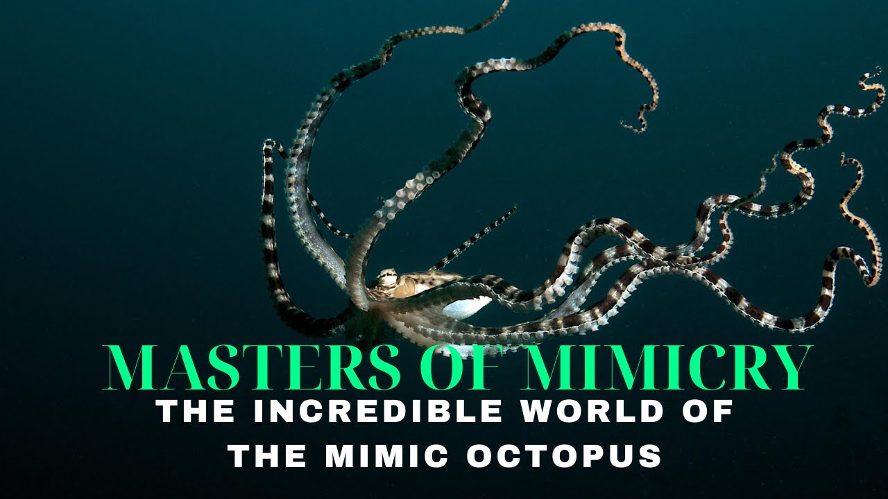 Masters of Mimicry: The Incredible World of the Mimic Octopus - YouTube