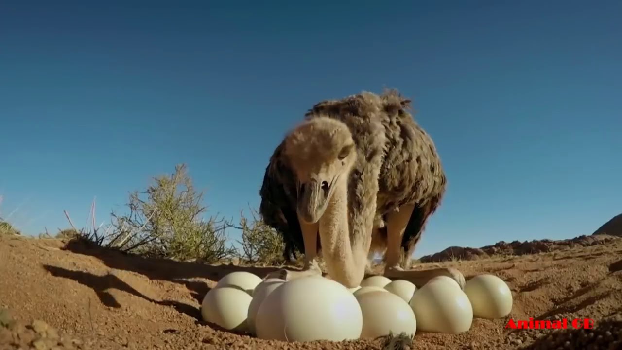 Ostrich Laying Eggs And Cute Ostrich Egg Hatching In The Wild - YouTube