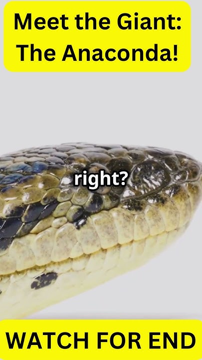 Meet the Giant: The Anaconda! - YouTube