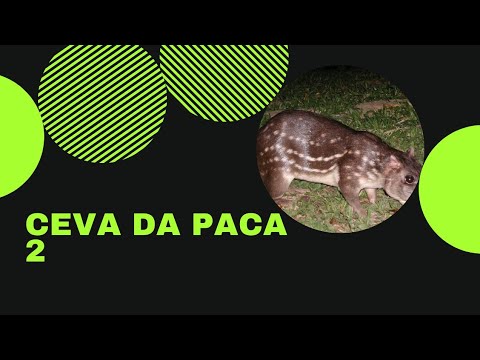 Ceva de paca 2 - YouTube