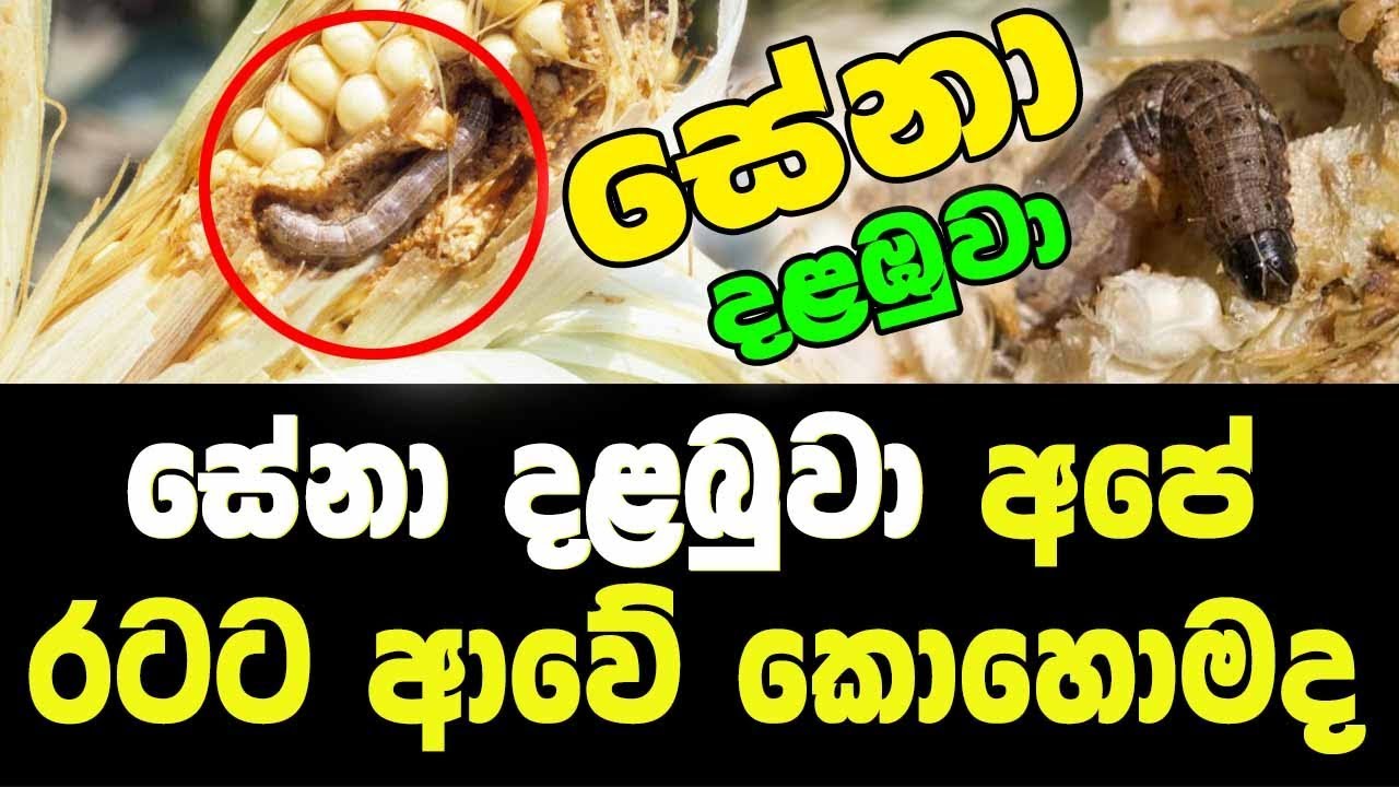 සේනා දළබුවා අපේ රටට ආවේ කොහොමද ? - Sena Dalabuwa | Sena Caterpillar Sri ...