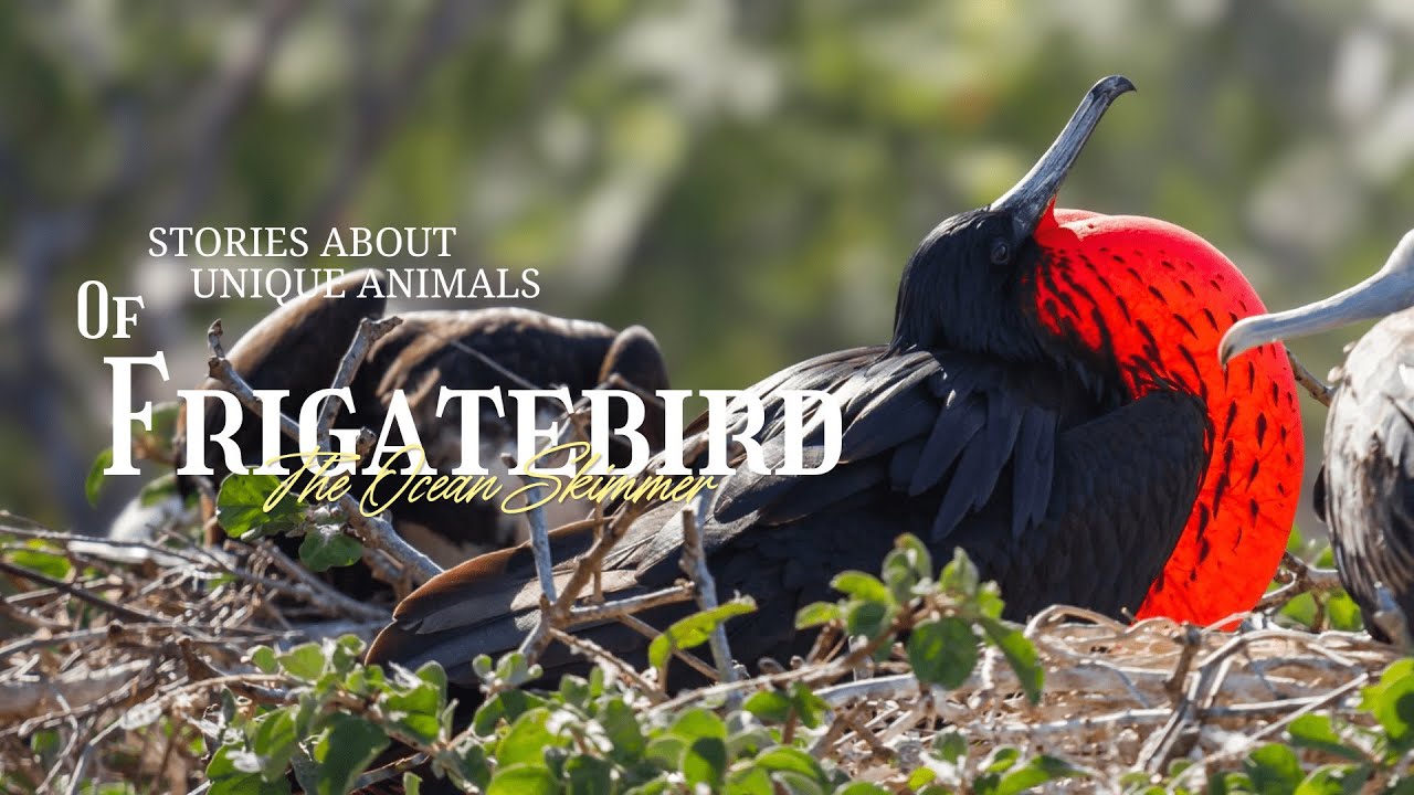 The Bird That Can Sleep While Flying - YouTube