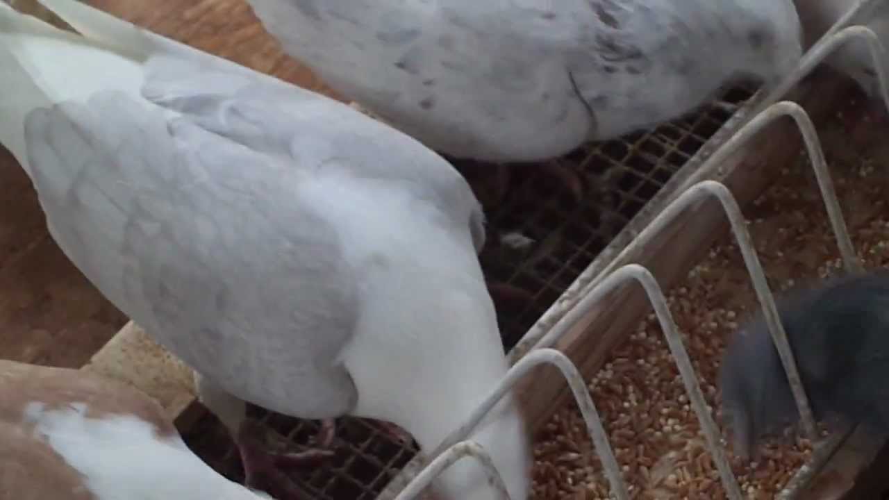 Rare colour Homer, roller and white tail Donek Pigeons - YouTube