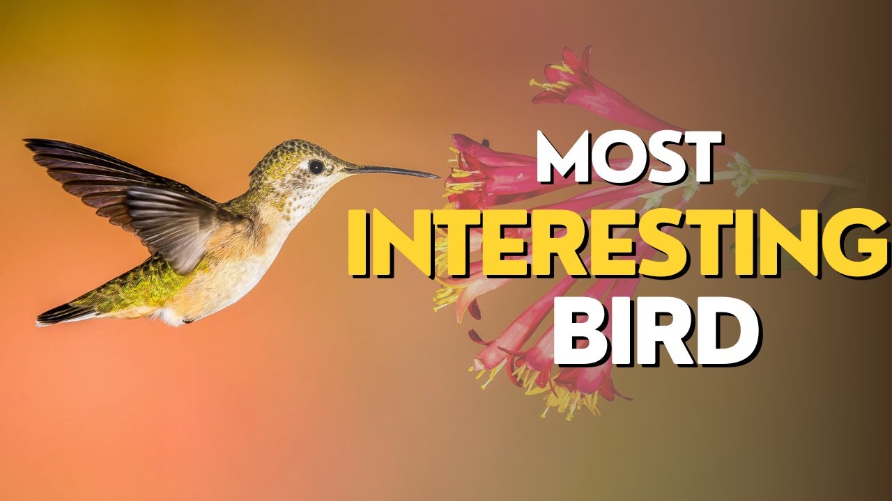 Most interesting bird|The Fascinating World of Hummingbirds[VEEDANIMALS ...