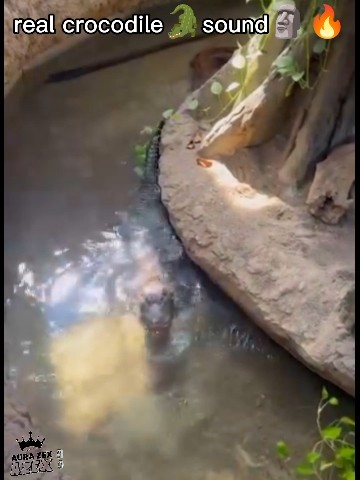 Real crocodiles🐊🗿 sound video #aura #troll #animals #impossible #shorts ...
