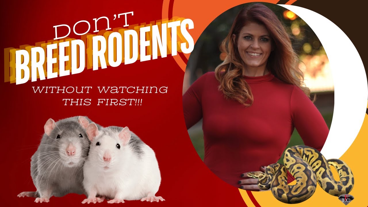 Full Tutorial and Hot Tips for Rodent Breeding - YouTube