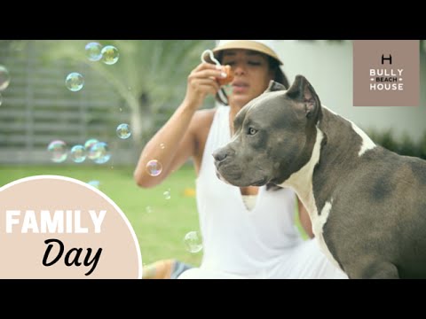 XXL Pitbulls - Bully Beach House Stories - Family Day (1 of 10) - YouTube