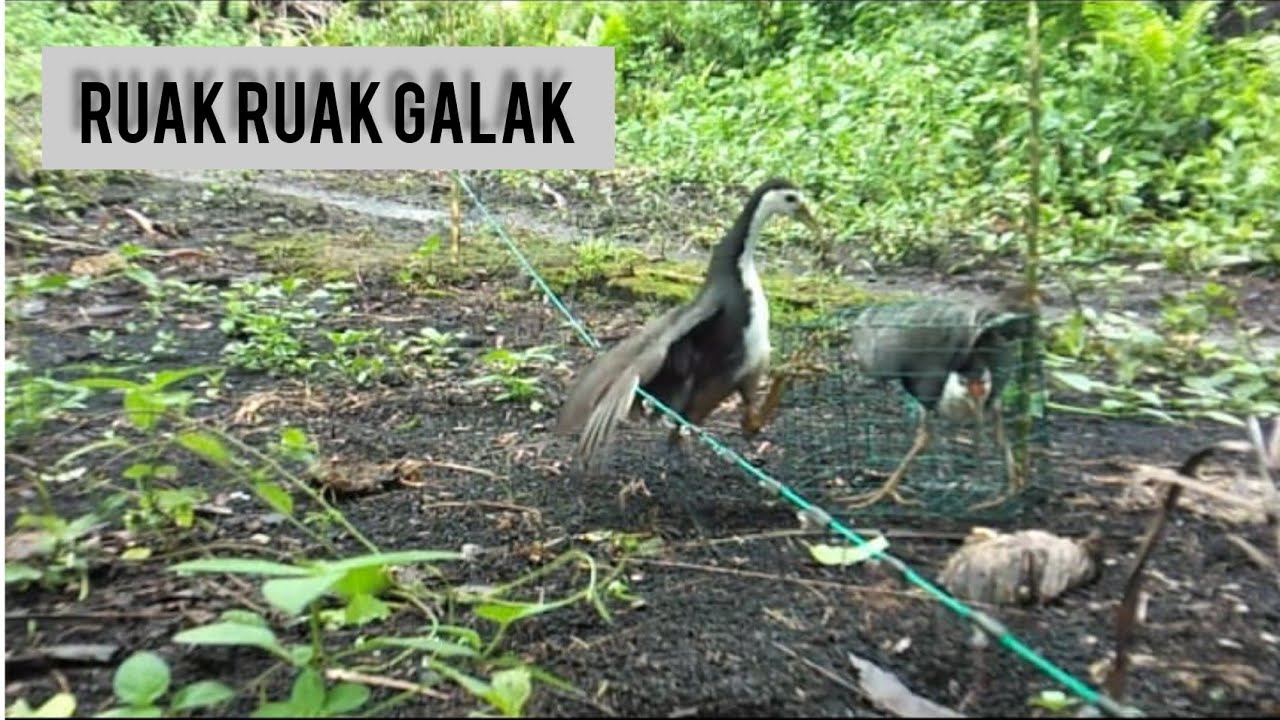 Ruak ruak Galak di musim hujan.. #mikat ruak ruak #Bird trap - YouTube