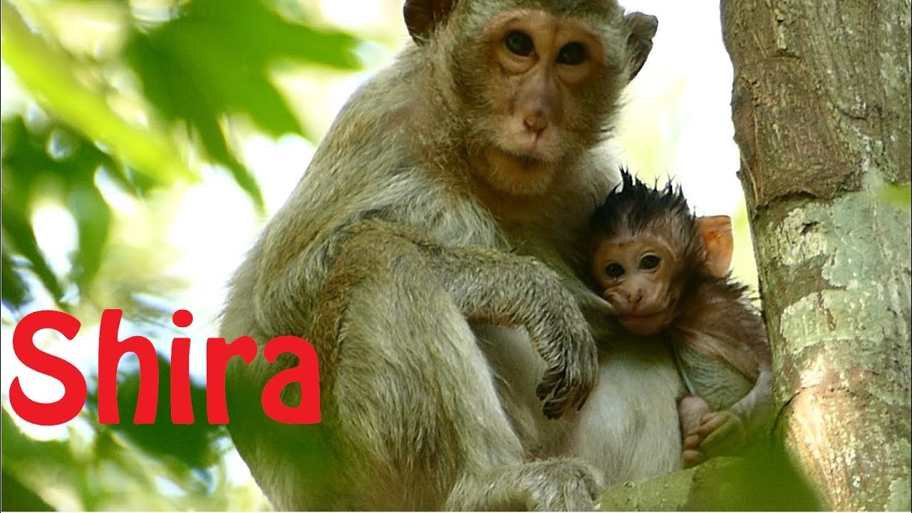 Update Baby Shira More Change Condition From Day By Day With Growing Up ...