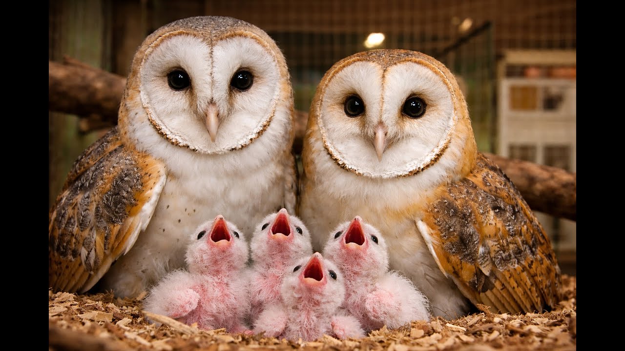 Newborn Barn Owls Growing Up – A Beautiful 100 Day Wildlife Journey ...
