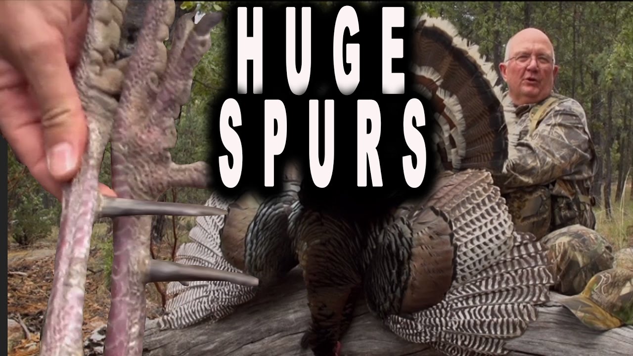 sneaky turkeys are some of the biggest turkeys - YouTube