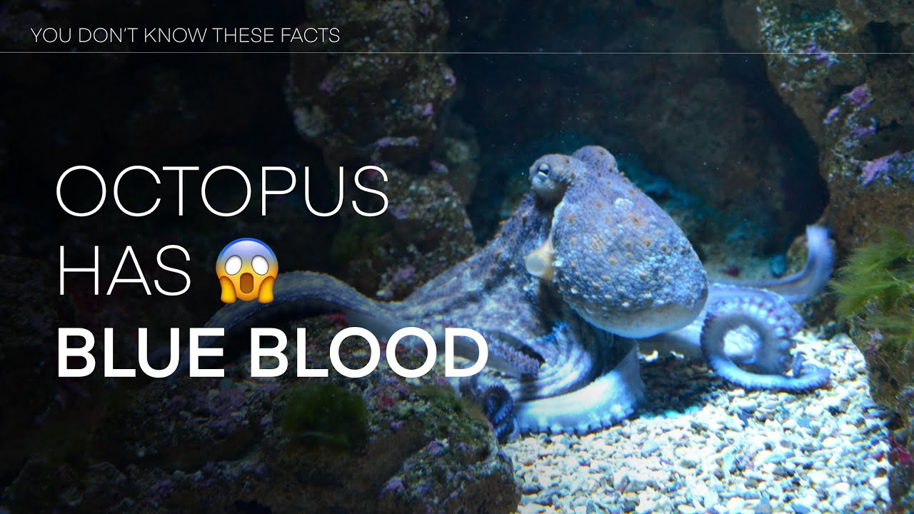 Why Octopuses Have Blue Blood and Three Hearts Explained! - YouTube