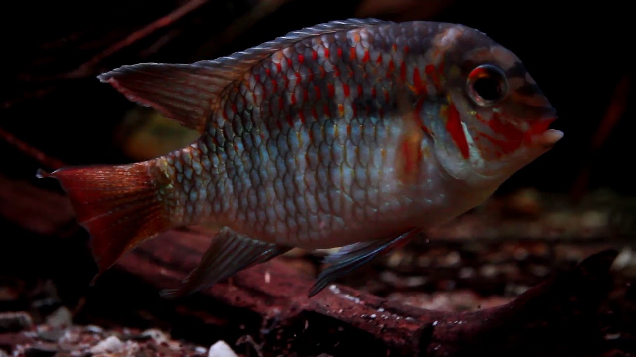 krobia xinguensis nov18 - YouTube