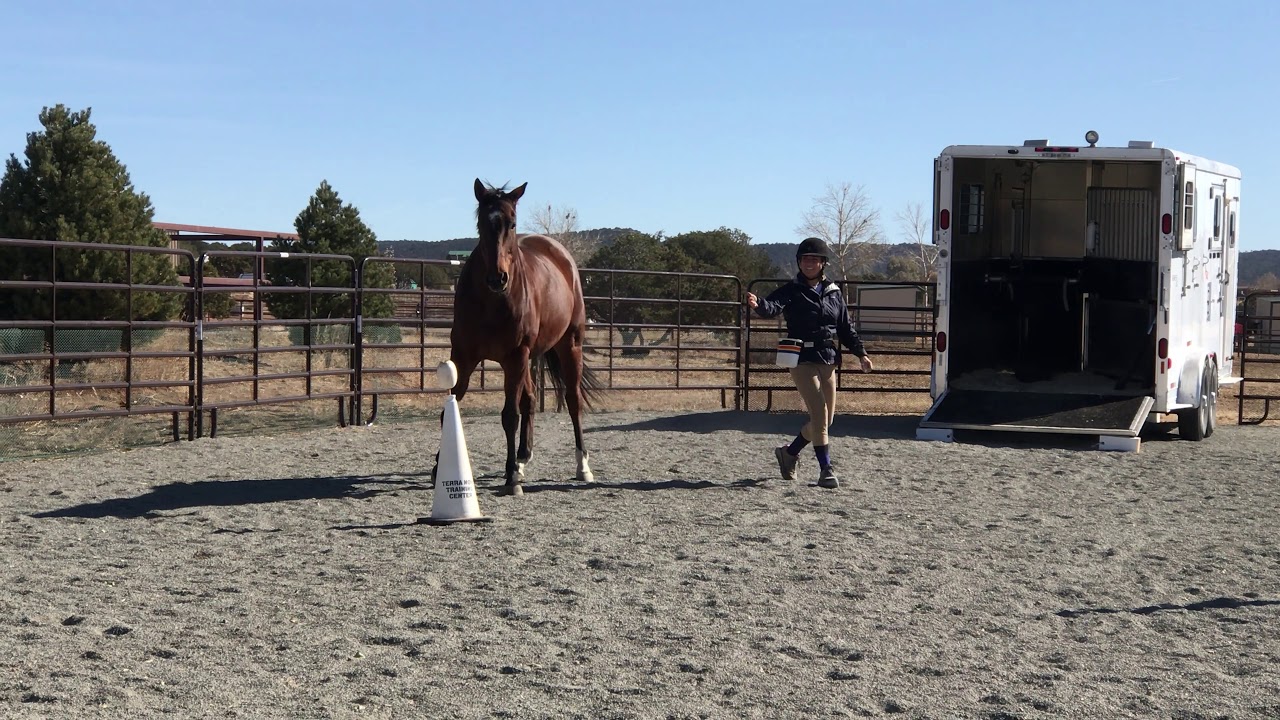Clicker Training with Horses - Priority to Positive® Trailer Loading ...