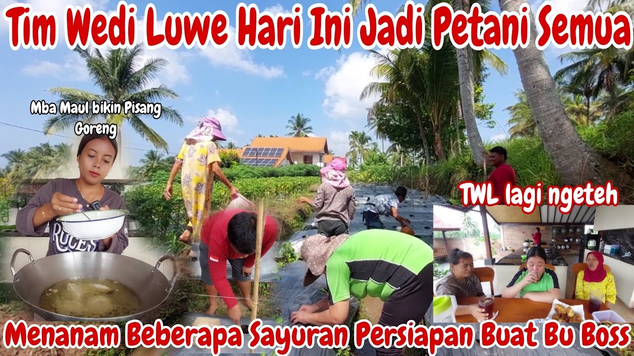 TIM WEDI LUWE MENANAM SAYURAN DI KEBUN‼️Persiapan buat bu boss biar bisa panen raya pas pulang ...