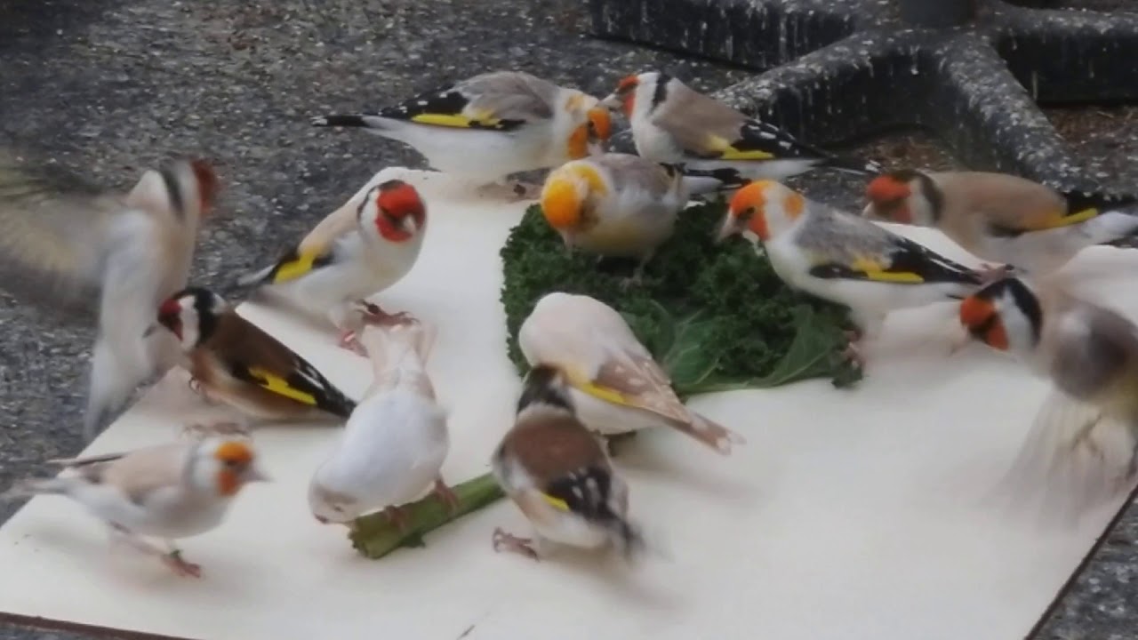 Carduelis Carduelis major - YouTube