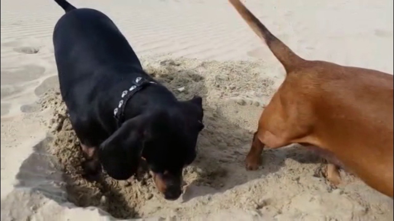 Dachshund Susi digging in the sand - YouTube