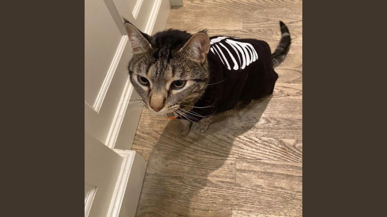 kevin - YouTube Music