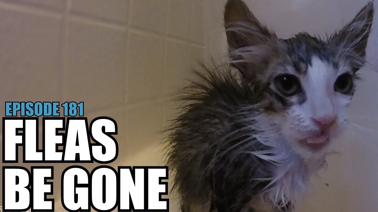 Episode 181 Fleas Be Gone - YouTube