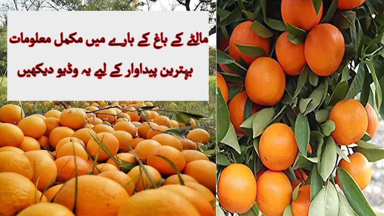 Citrus farming in Pakistan Malty k plant (Part 1 ) - YouTube