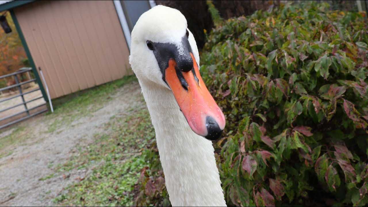 Bird Tried Eating My Camera at Living Treasures Animal Park - YouTube