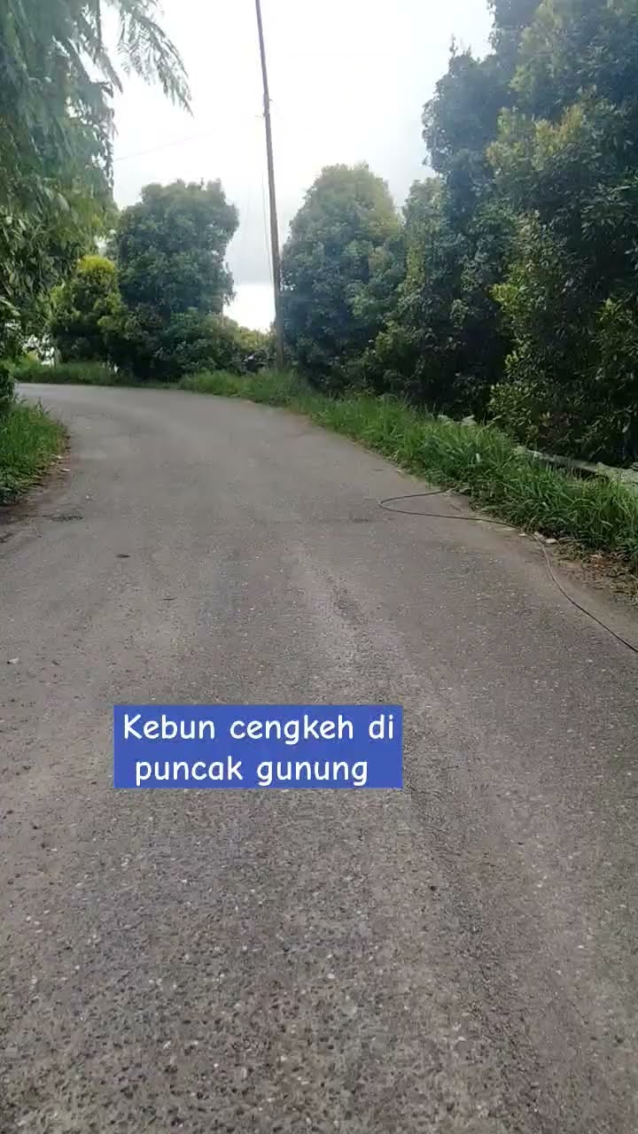 kebun cengkeh di puncak gunung - YouTube