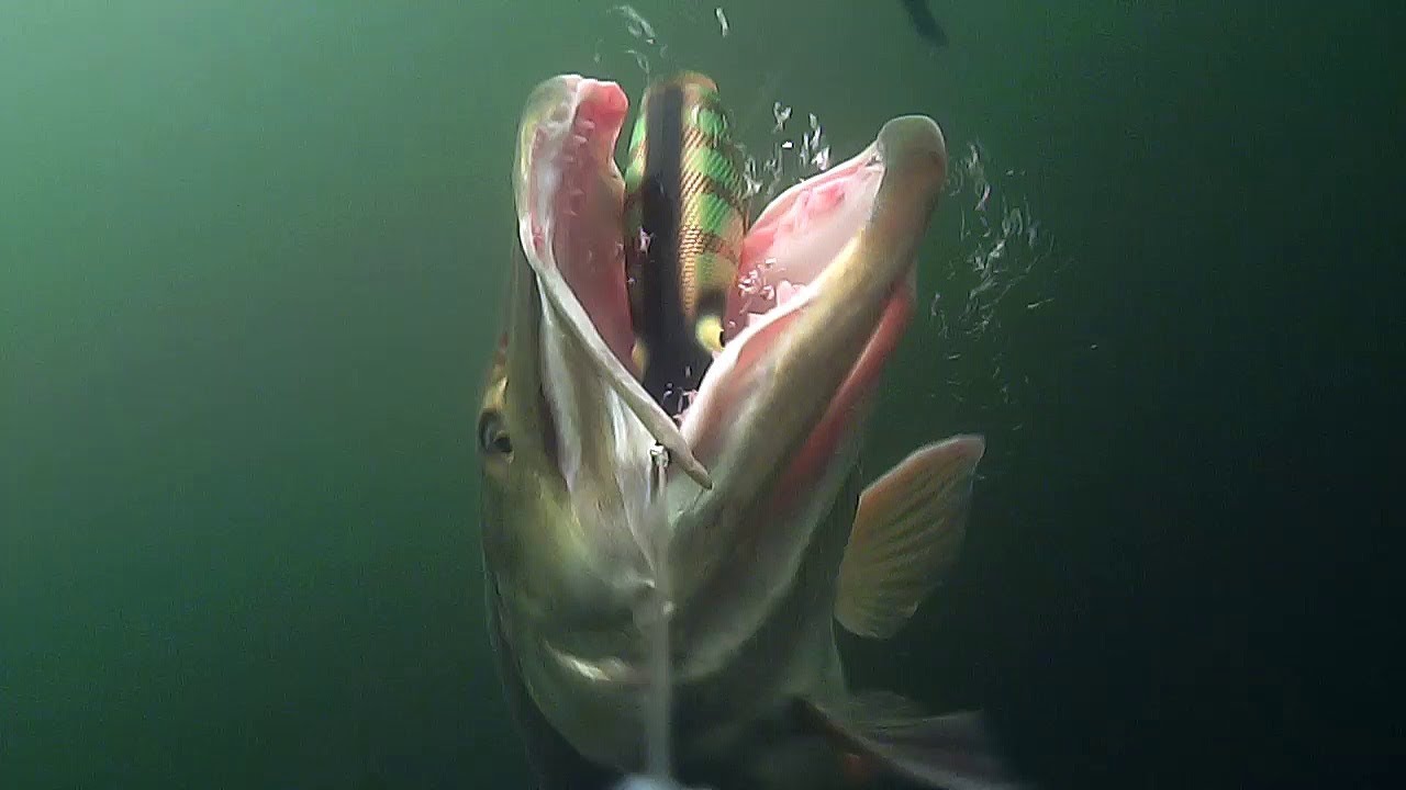 Muskie Underwater