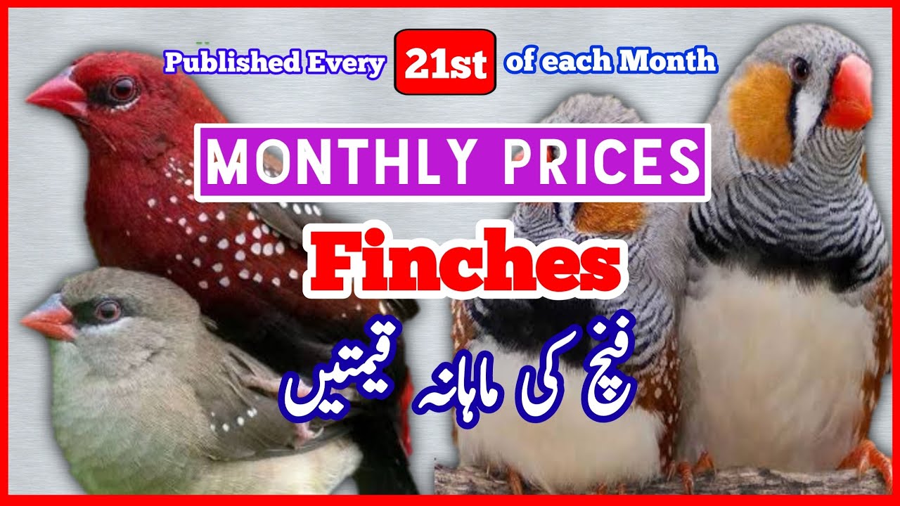 Pricelist Finches April 2023 | Monthly Bird Market Update | Prices of ...