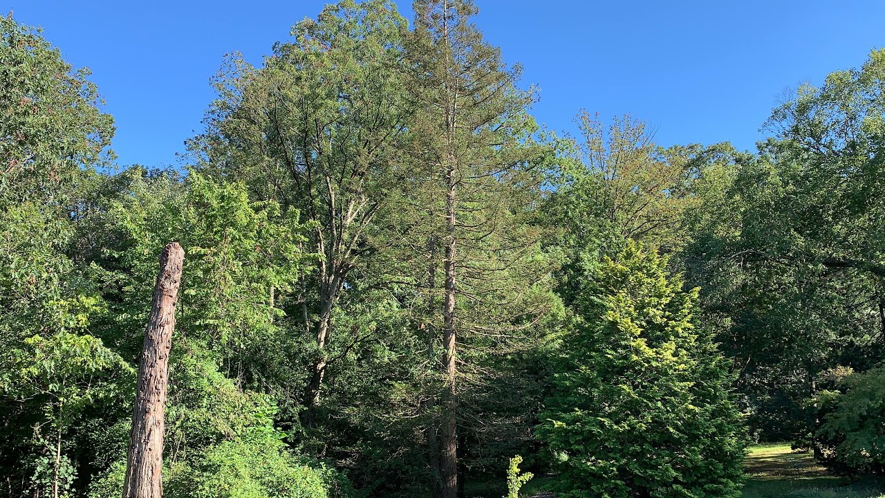 Beautiful Coast Redwoods at the U.S. National Arboretum in Washington ...
