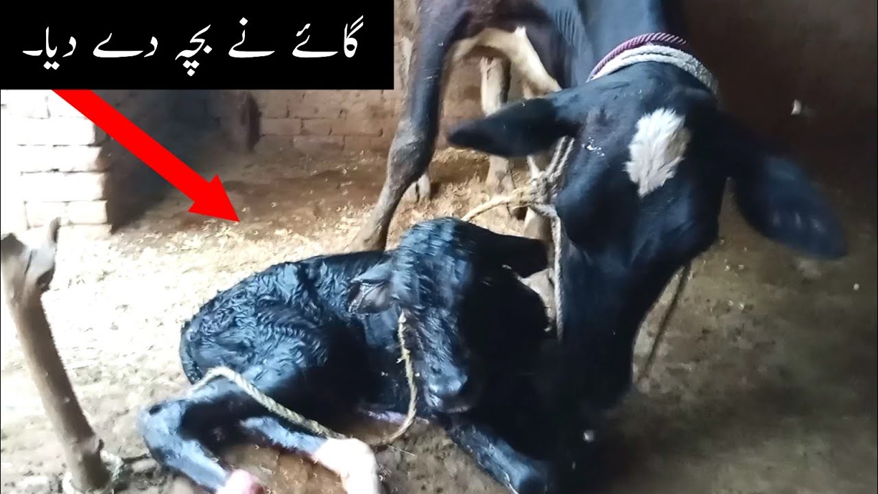 Cow Giving Birth New Baby In My Farm | Mujahid Dairy Farm #cow #cowbaby ...