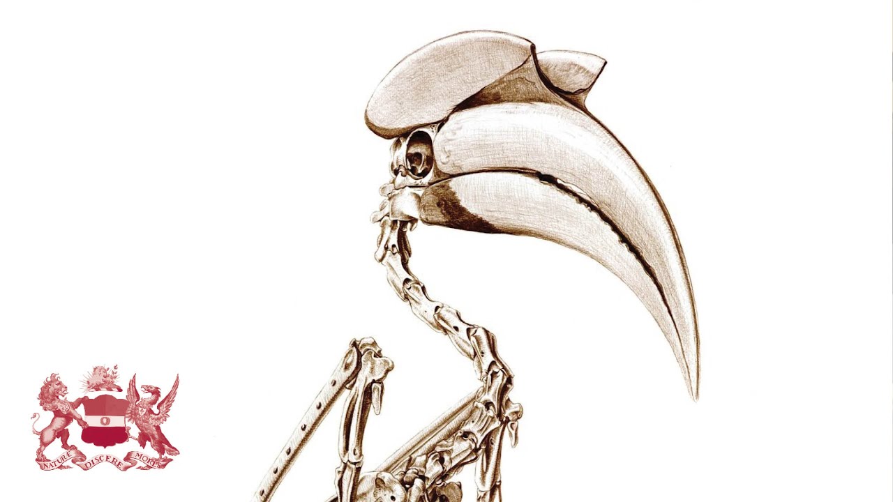 A Very Fine Swan Indeed Art, Science and The Unfeathered Bird | Katrina ...