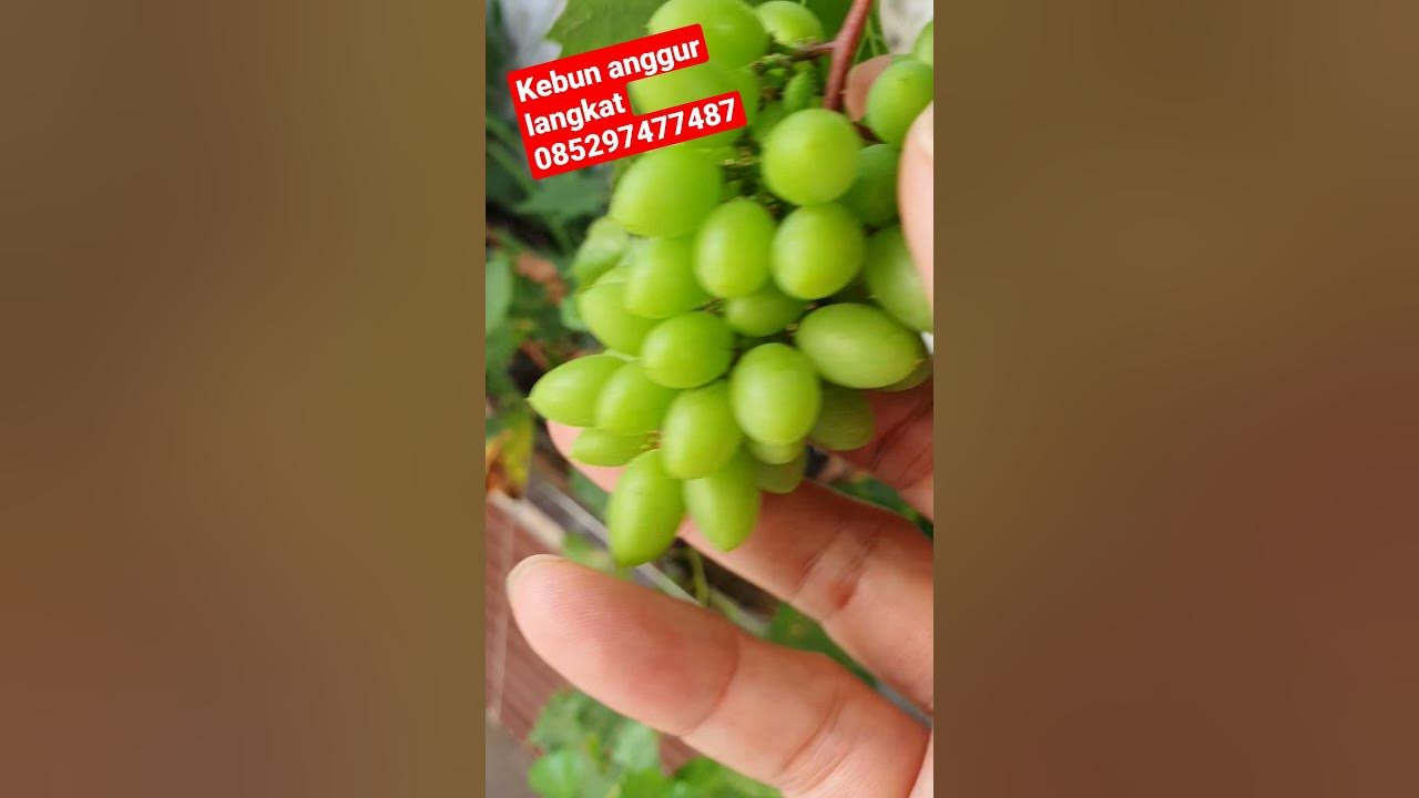 Anggur Berbuah Lebat Cara Menanam Anggur Agar Cepat Berbuah Youtube