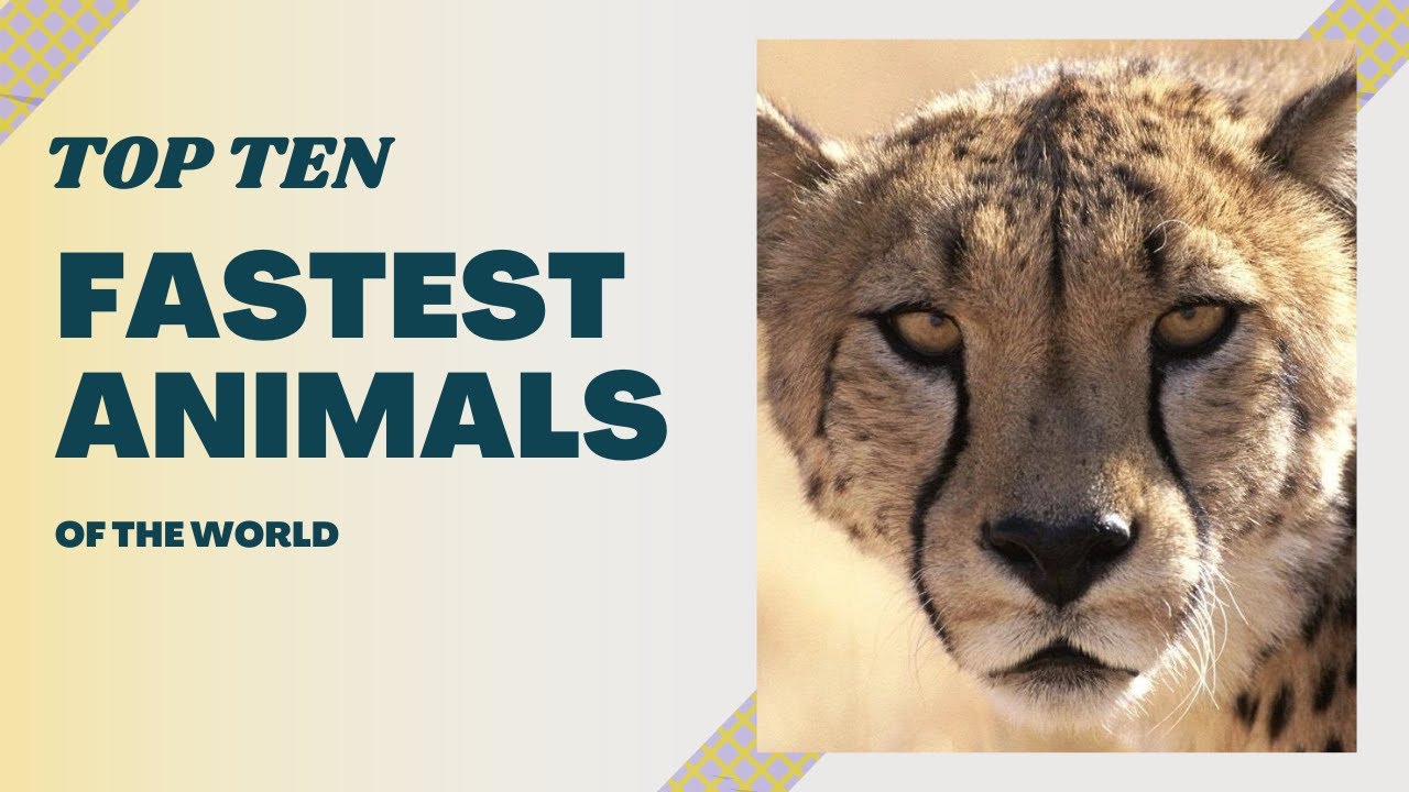 Top Ten Fastest Animals Of The World - YouTube