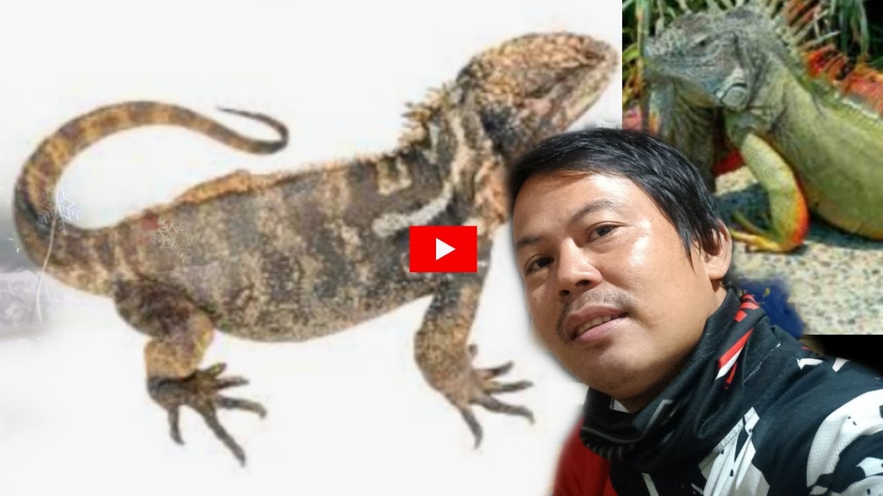 IGUANA DANCE - YouTube