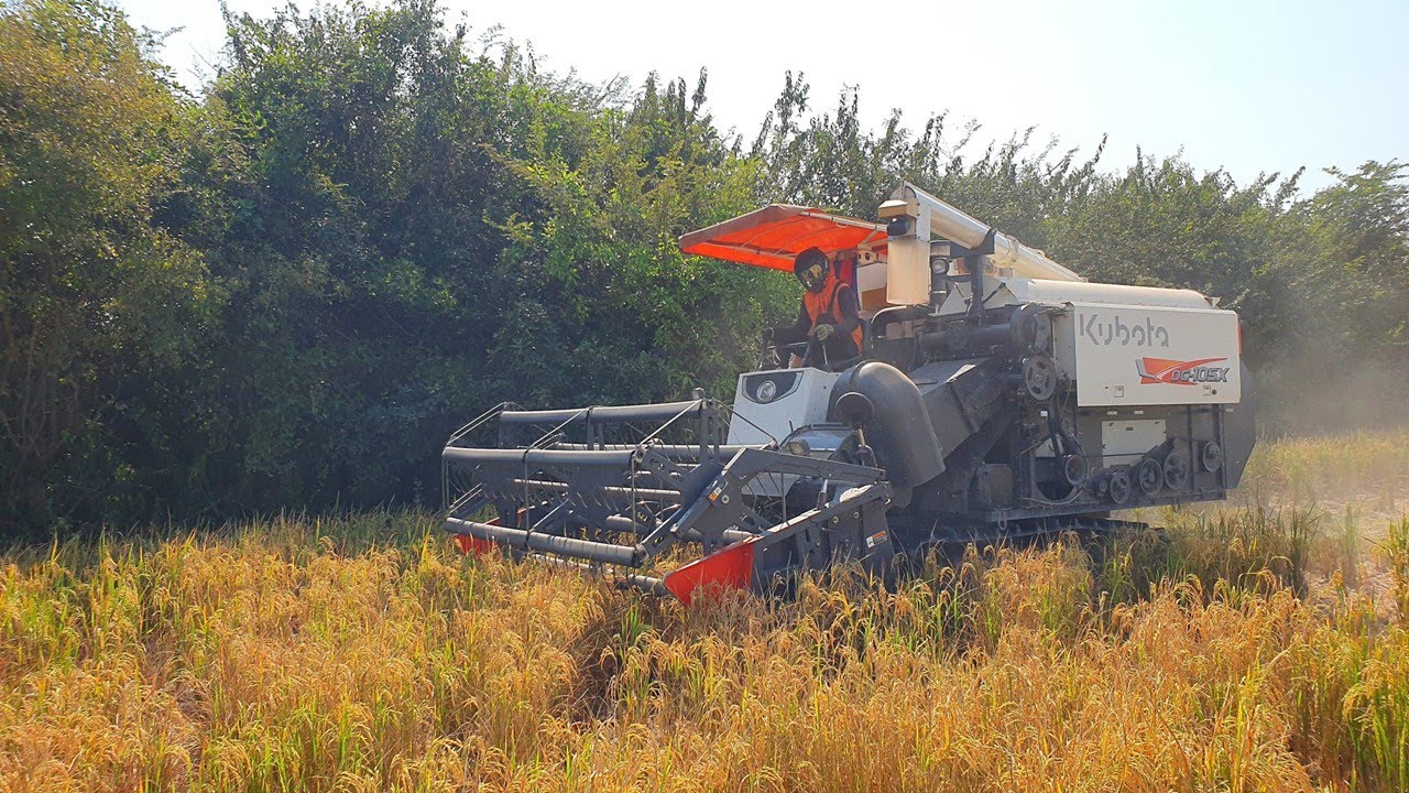 Kubota Harvest Cutting Rice The Field In Dry Season Rice - YouTube