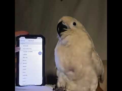 Parrot dancing to ringtone - YouTube