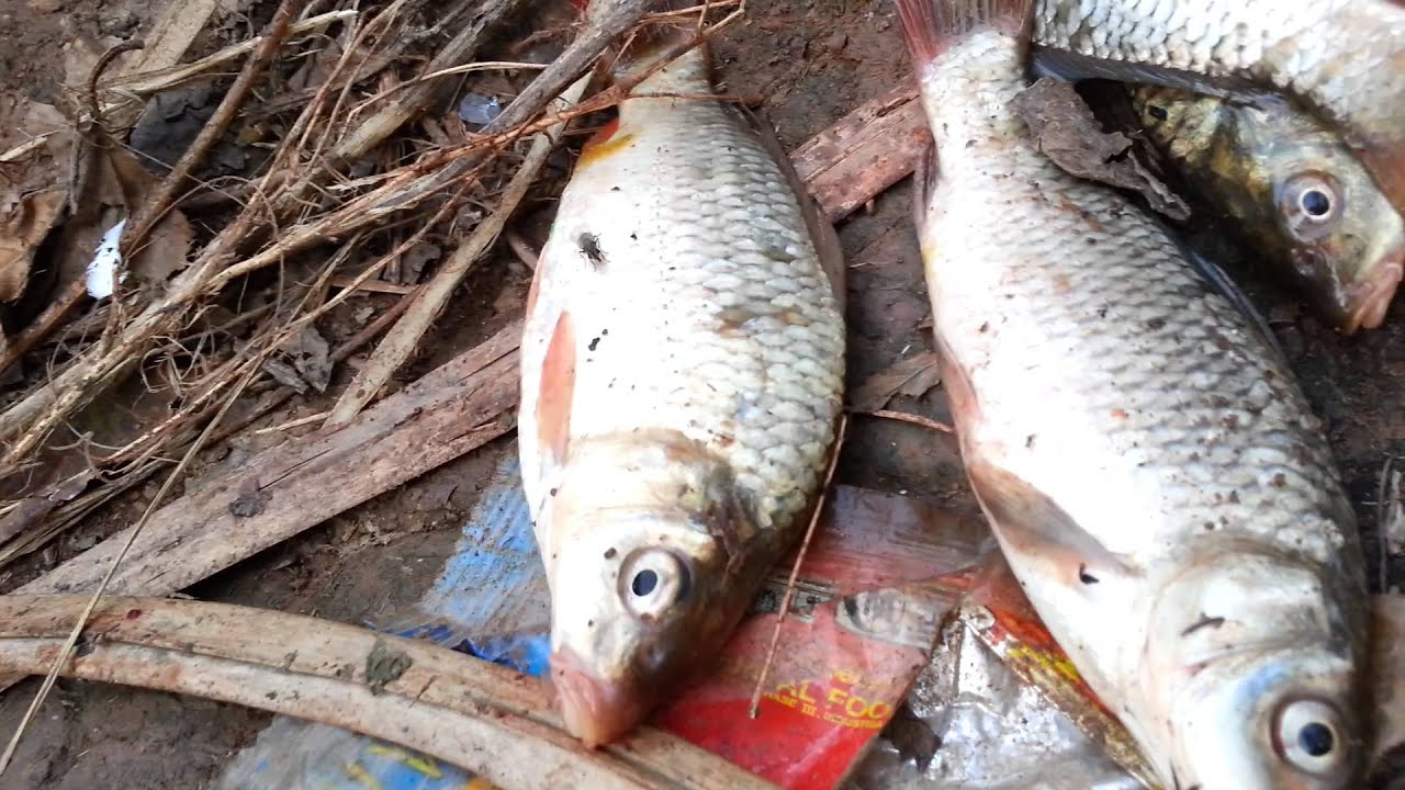 fishing with anis and friends - YouTube